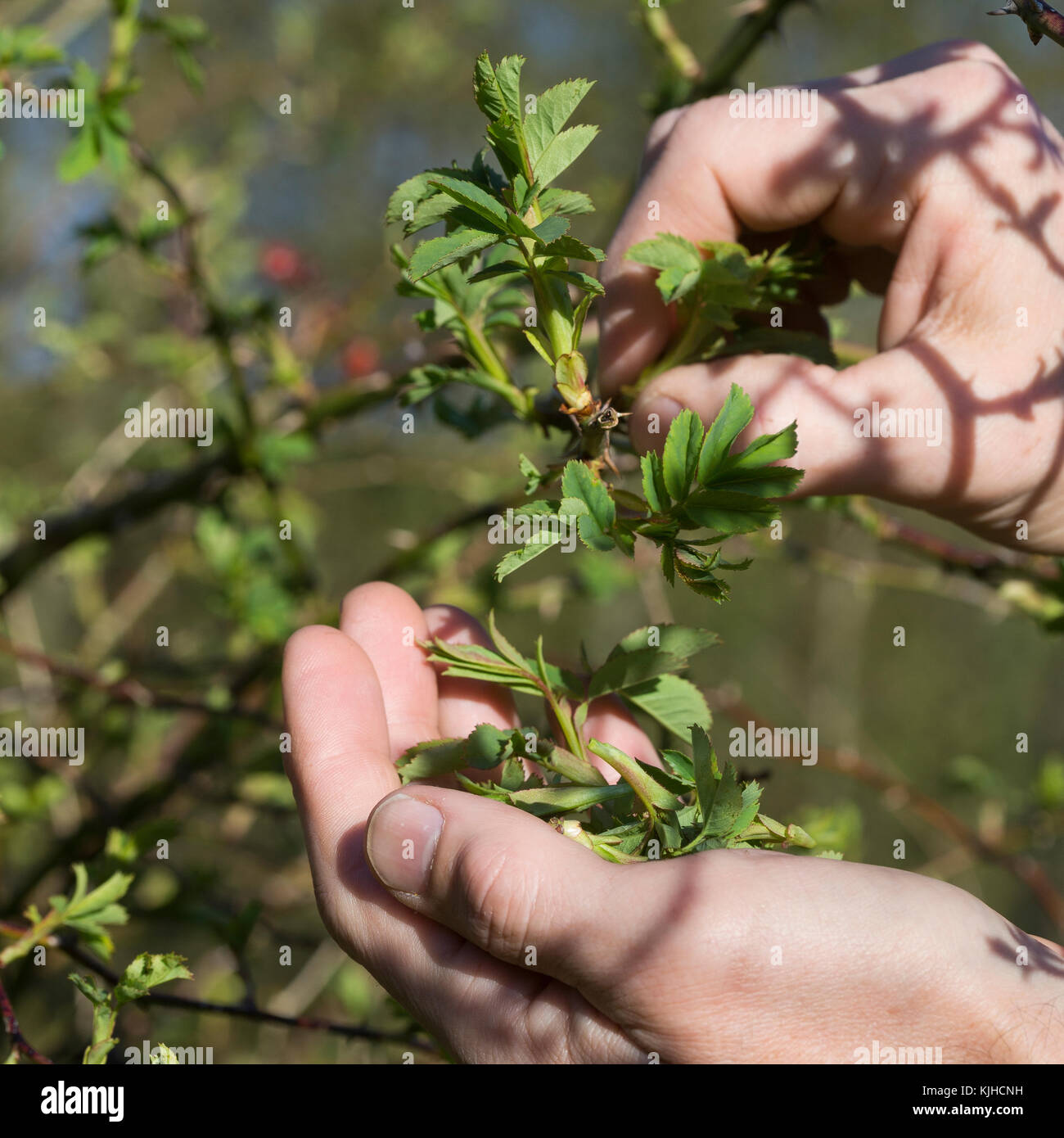 Hunds-Rose, Hundsrose, Heckenrose, Wildrose, junge Blätter, Blatt ...