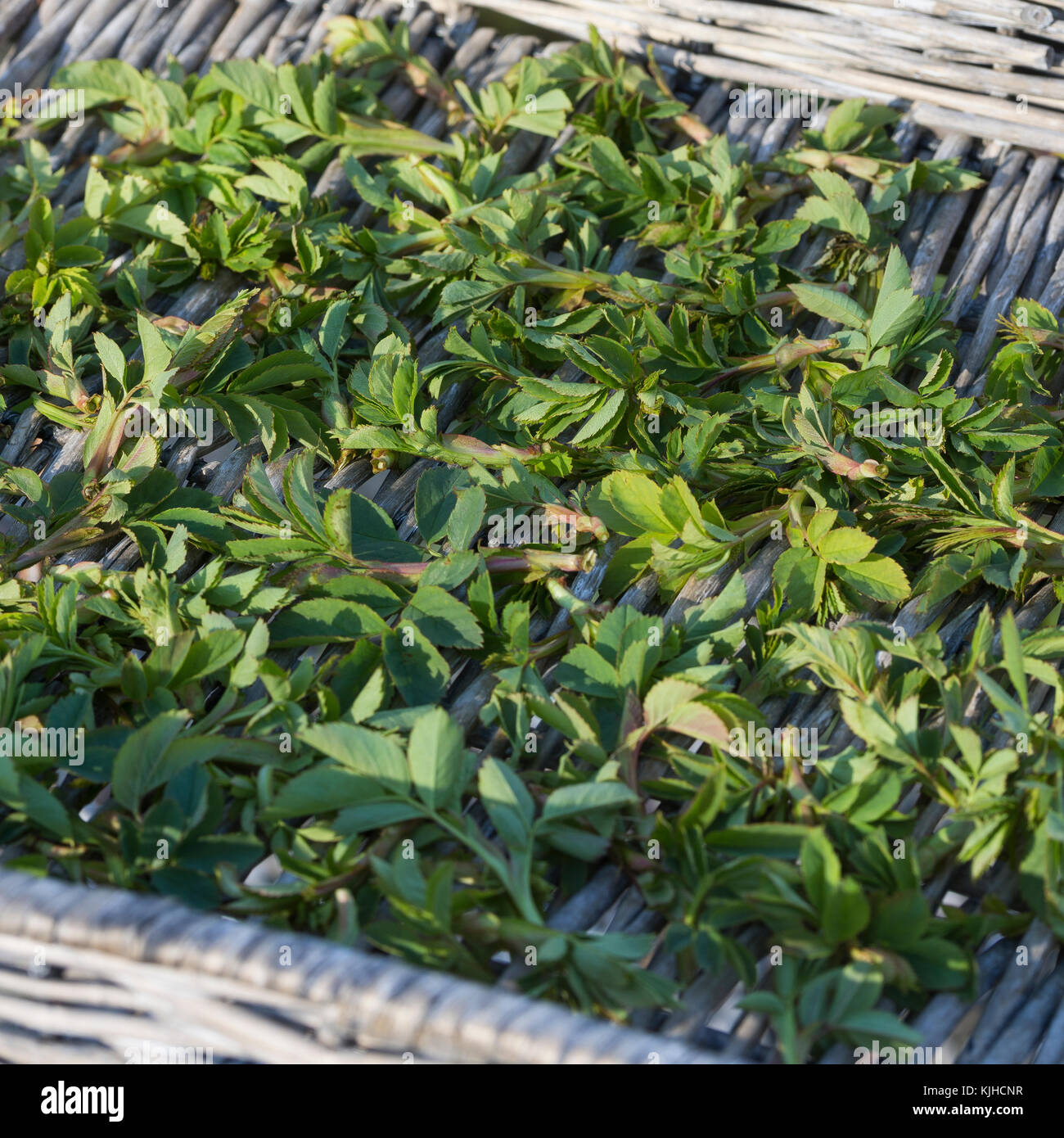 Hunds-Rose, Hundsrose, Heckenrose, Wildrose, junge Blätter, Blatt ...