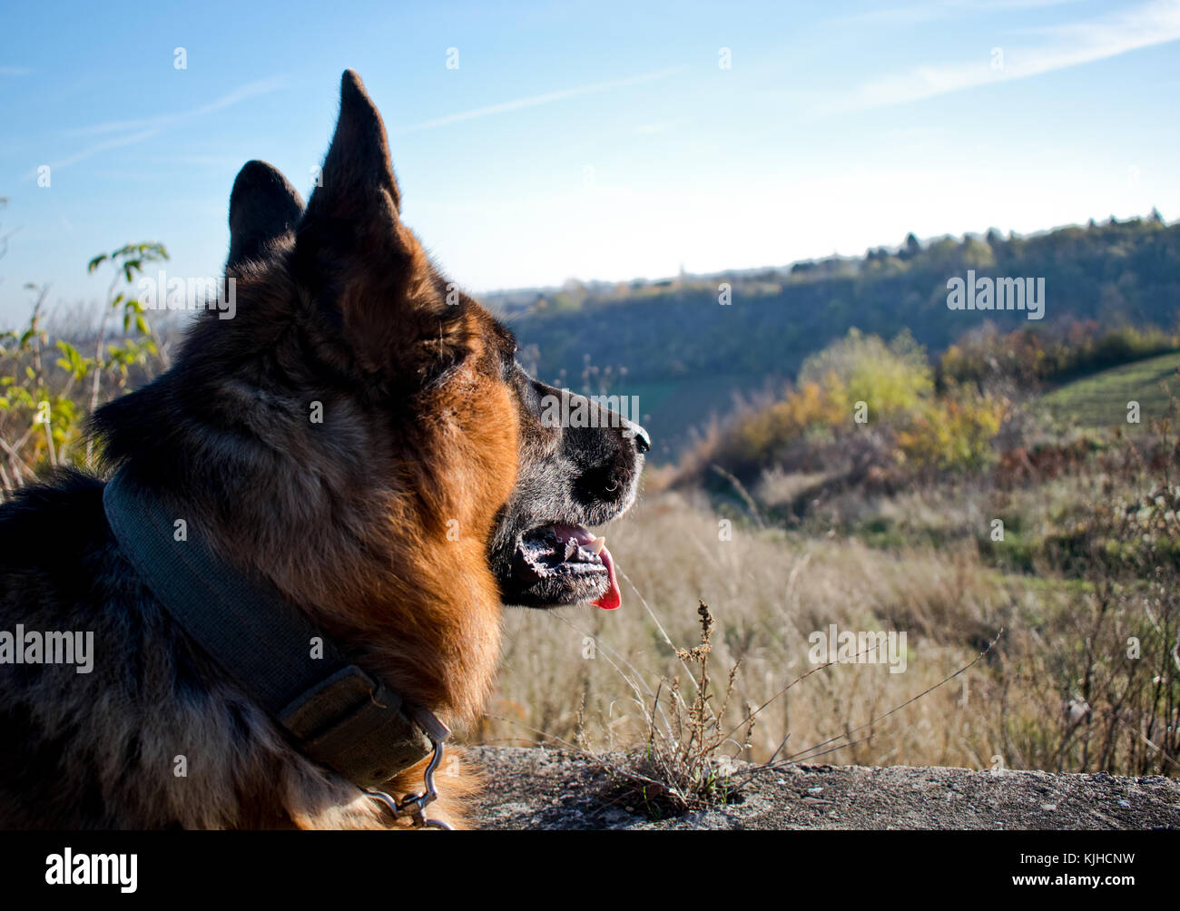 german shepherd dog outside portrait Stock Photo - Alamy
