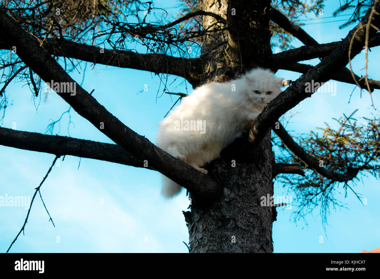 Scared tree hi-res stock photography and images - Alamy
