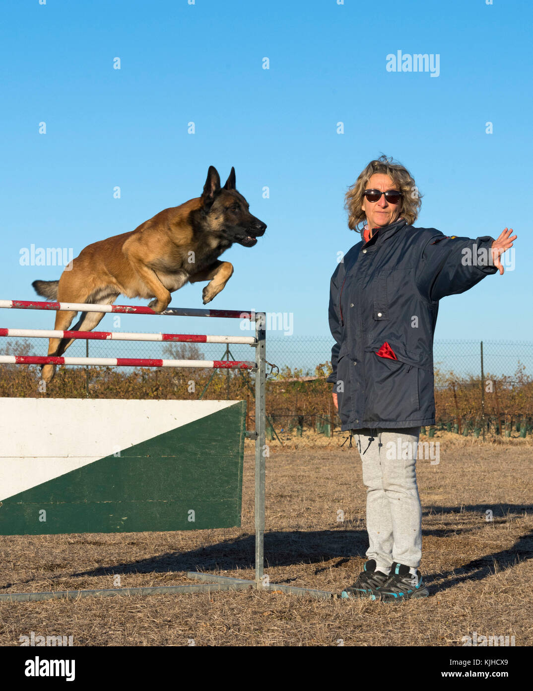 training of police dog in the nature Stock Photo - Alamy