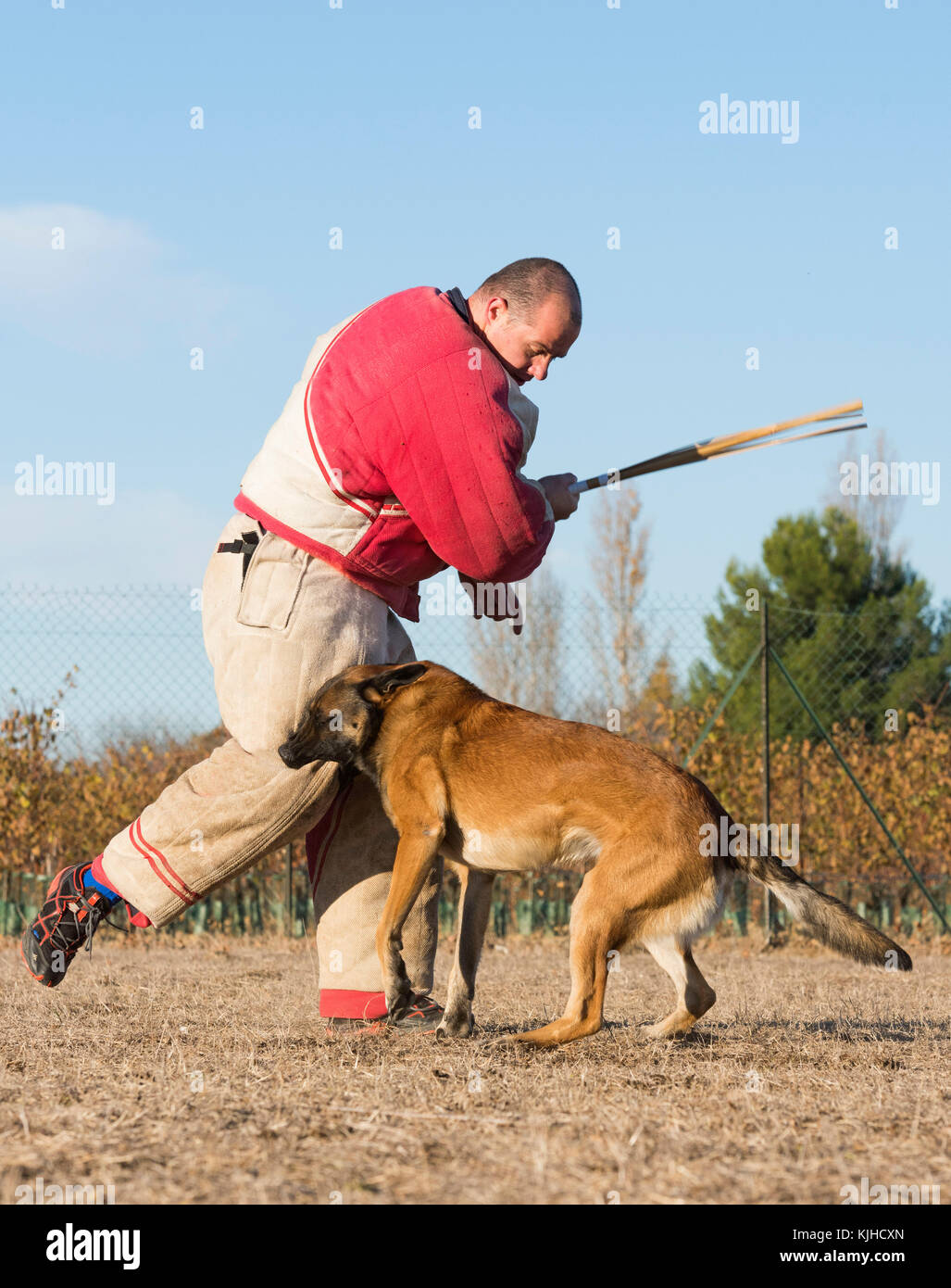 training of police dog in the nature Stock Photo - Alamy