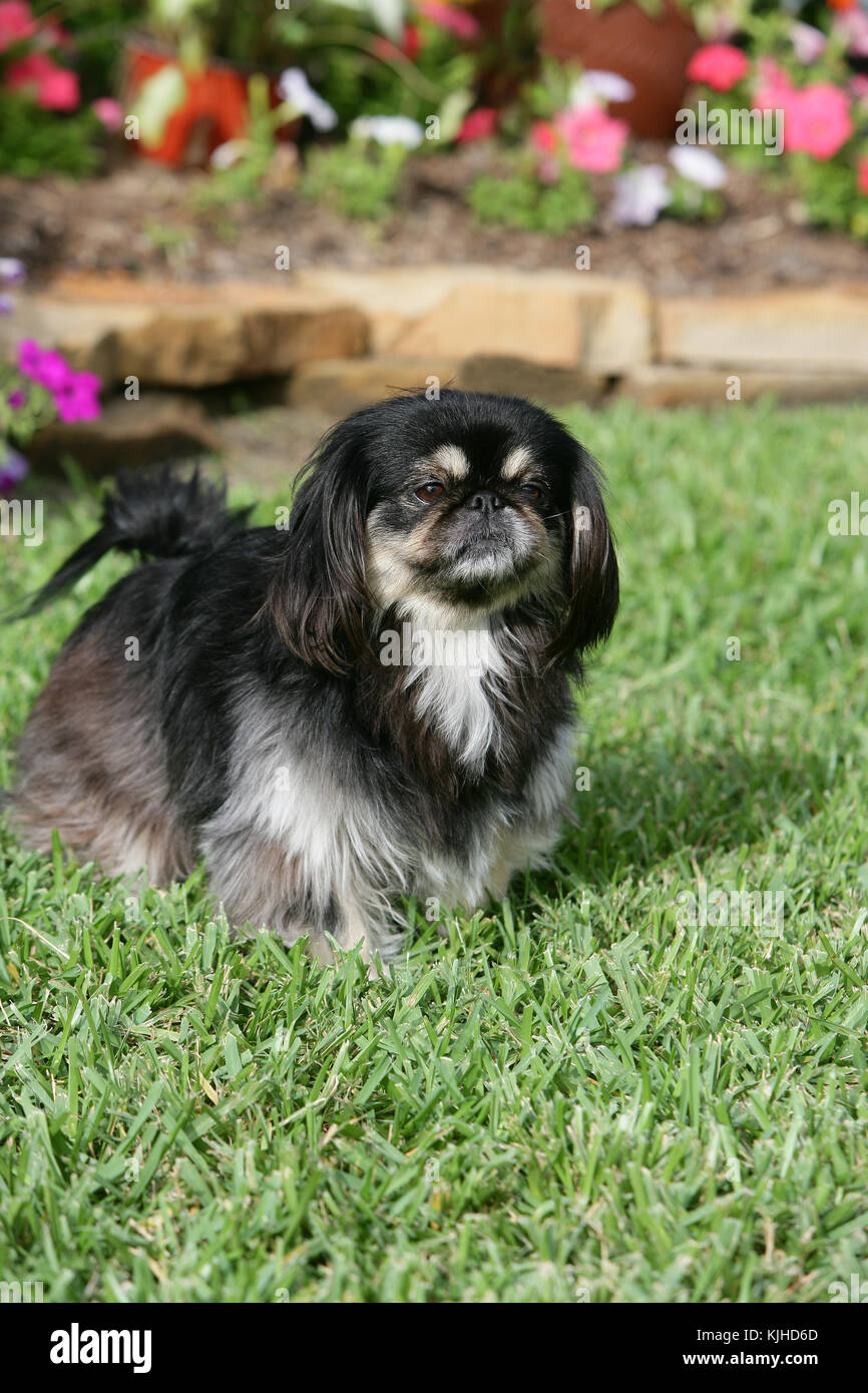 Pekingese Peking Palasthund Peke dog portrait standing on grass looking ...