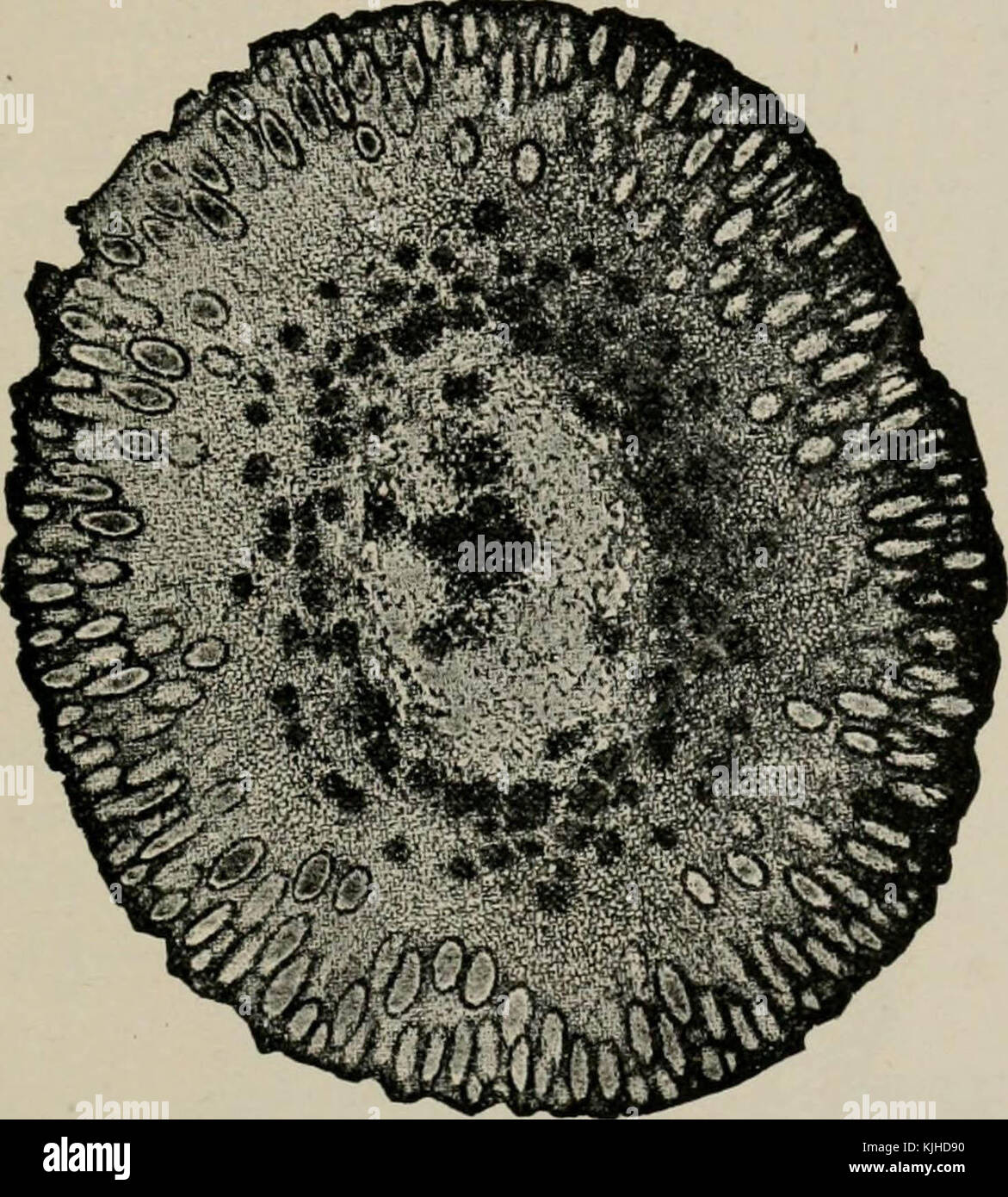"The microscopy of vegetable foods, with special reference to the ...