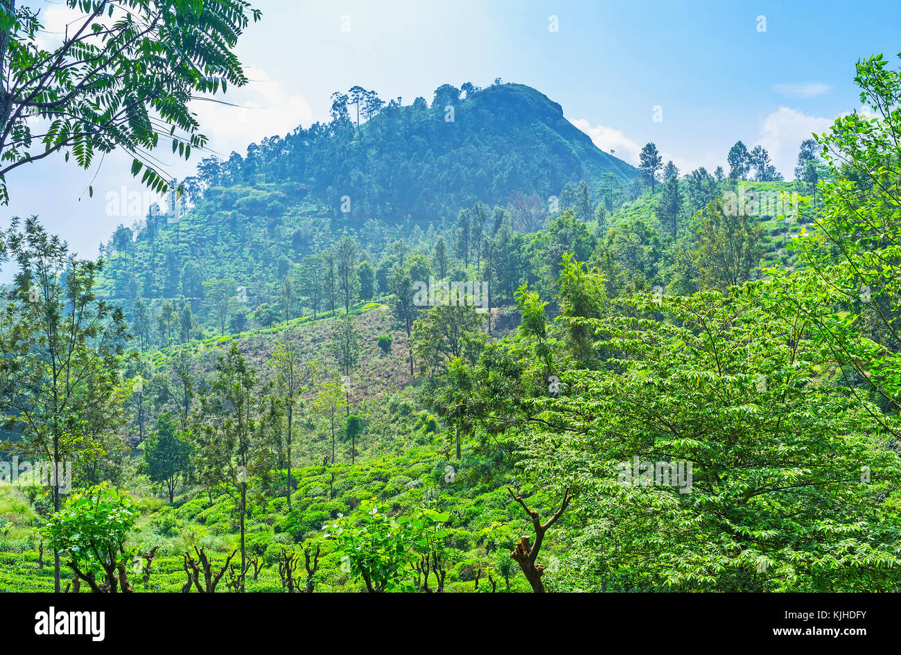 The Little Adam's Peak is seen through the lush greenery of local tea ...