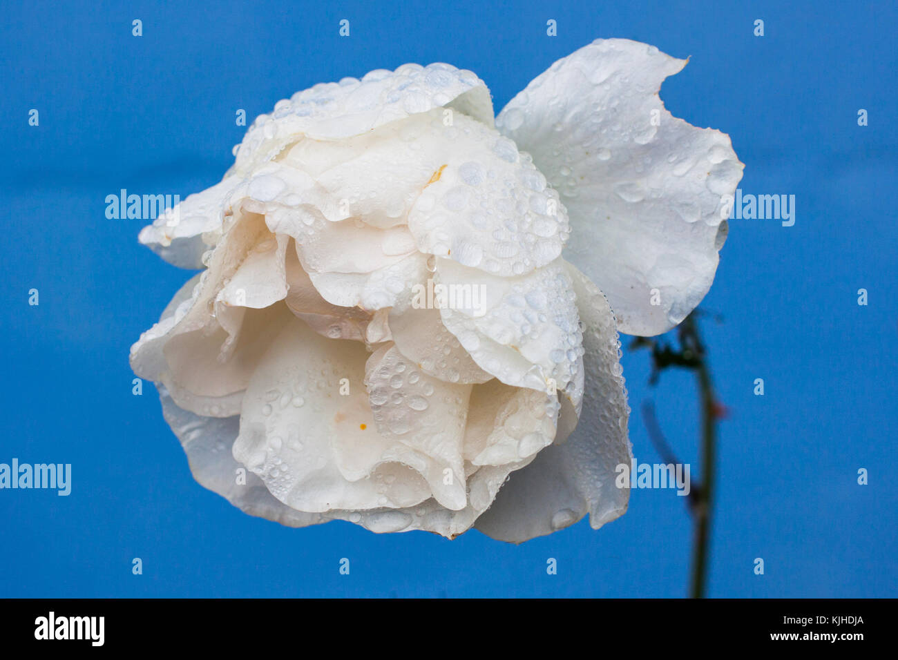 White drooping rose after rain against bright blue sky Stock Photo - Alamy