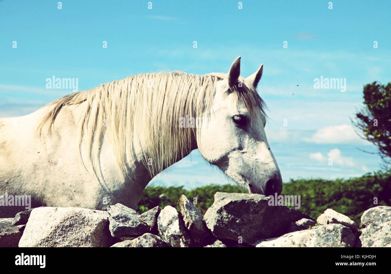 Connemara Ponies High Resolution Stock Photography and Images - Alamy