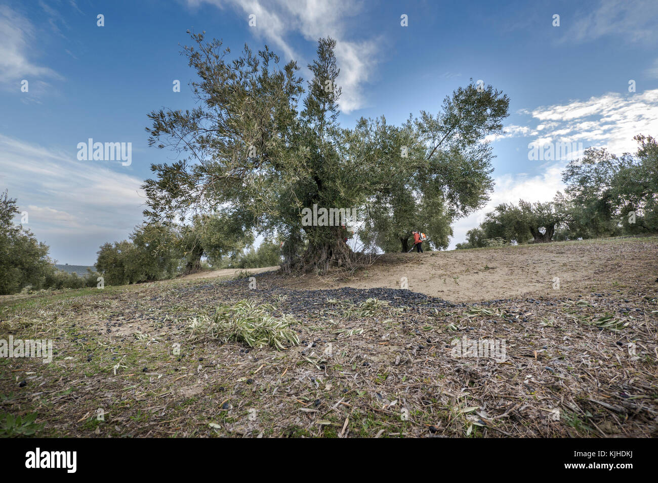A woman piles up olives fallen on the floor from olive trees with an ...