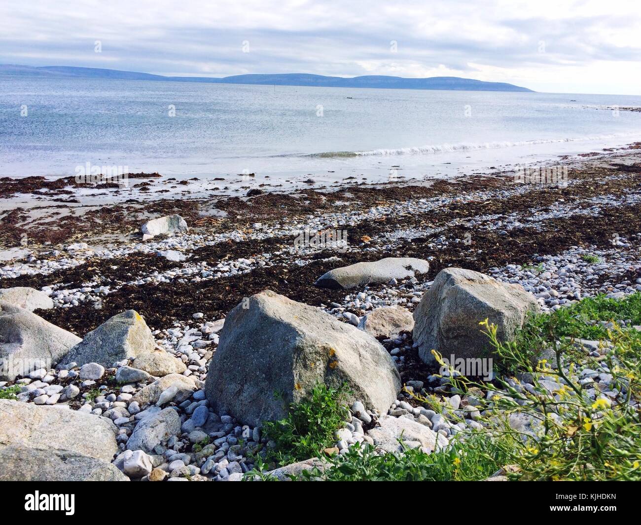 Marine life at the beach Stock Photo - Alamy