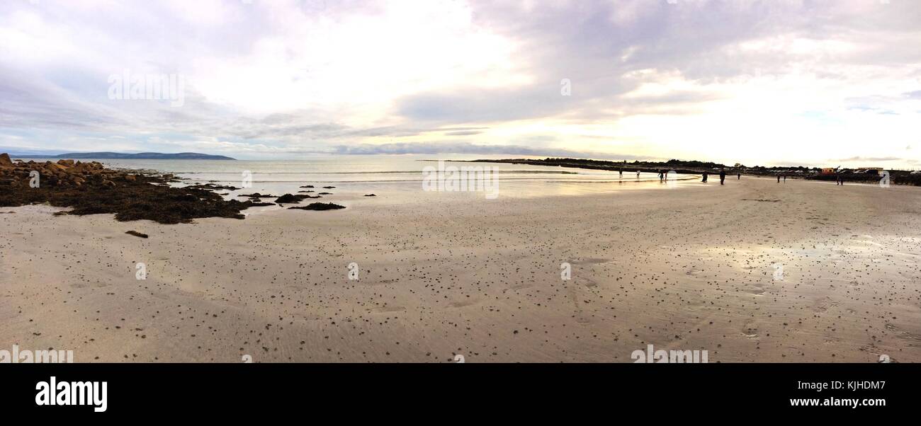 Marine life at the beach Stock Photo - Alamy
