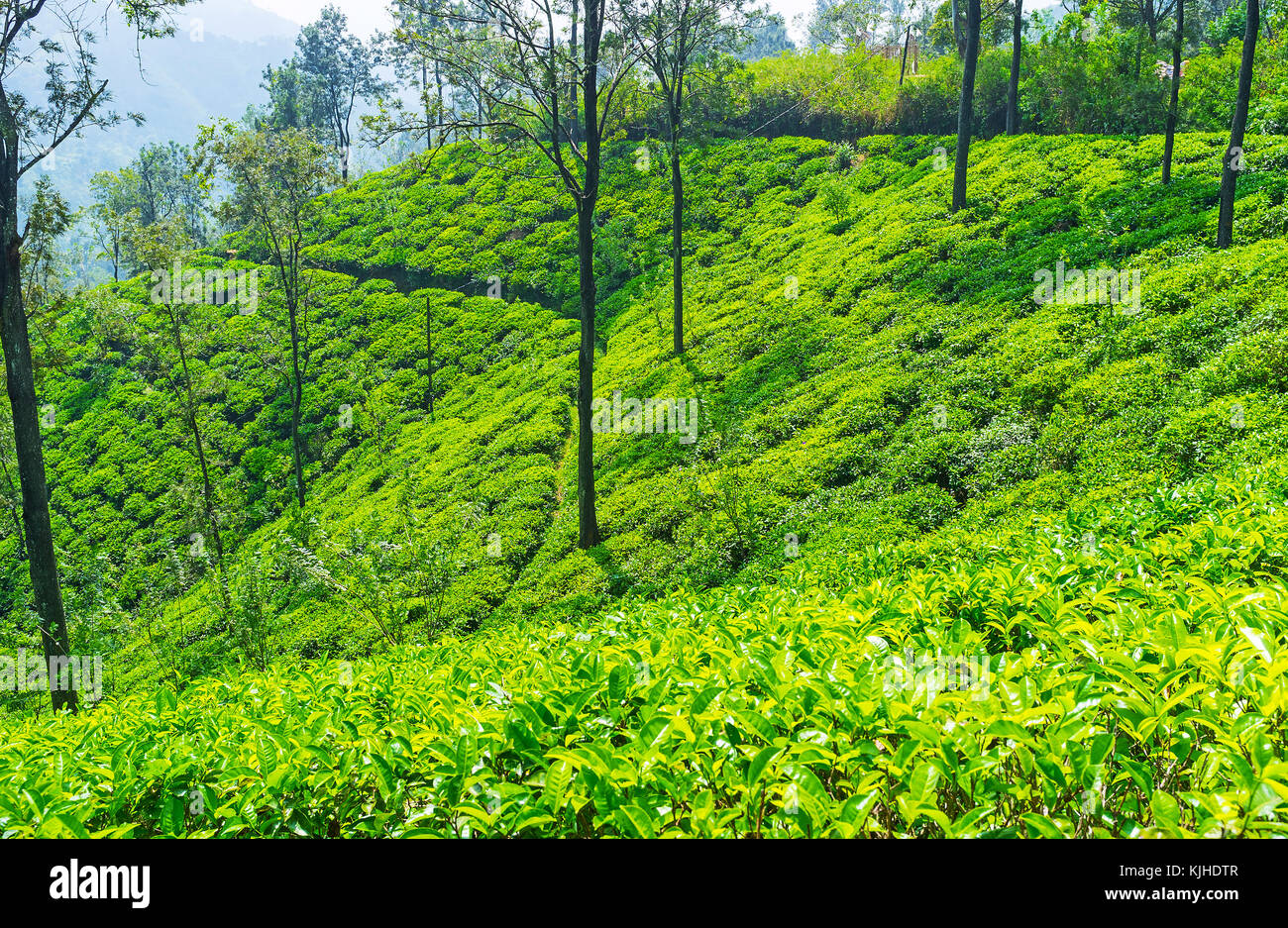 The beautiful tea shrubs grow on the gentle mountain slope in Ella, Sri ...