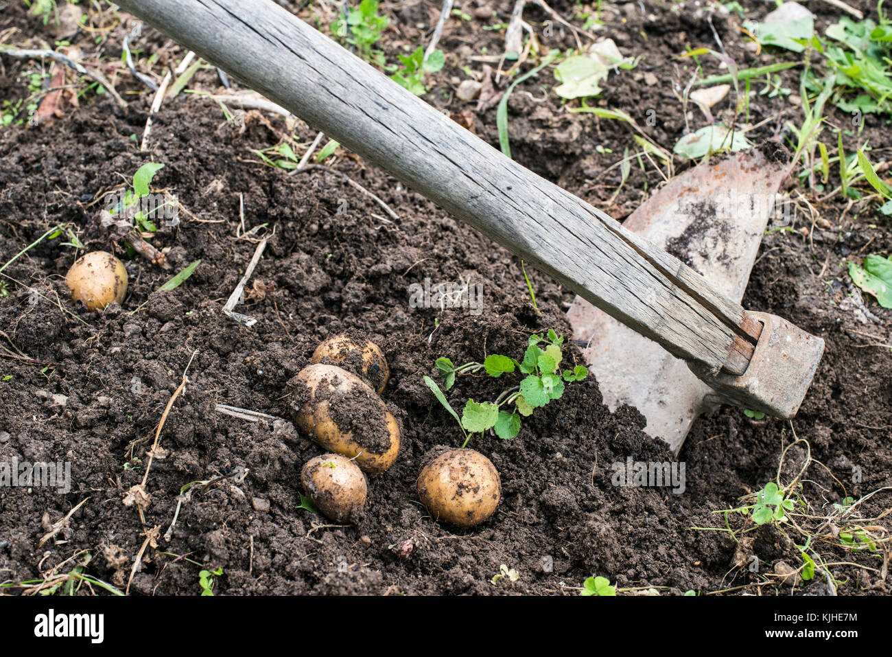 Digging of ripe potatoes. Harvest potatoes in home garden Stock Photo ...