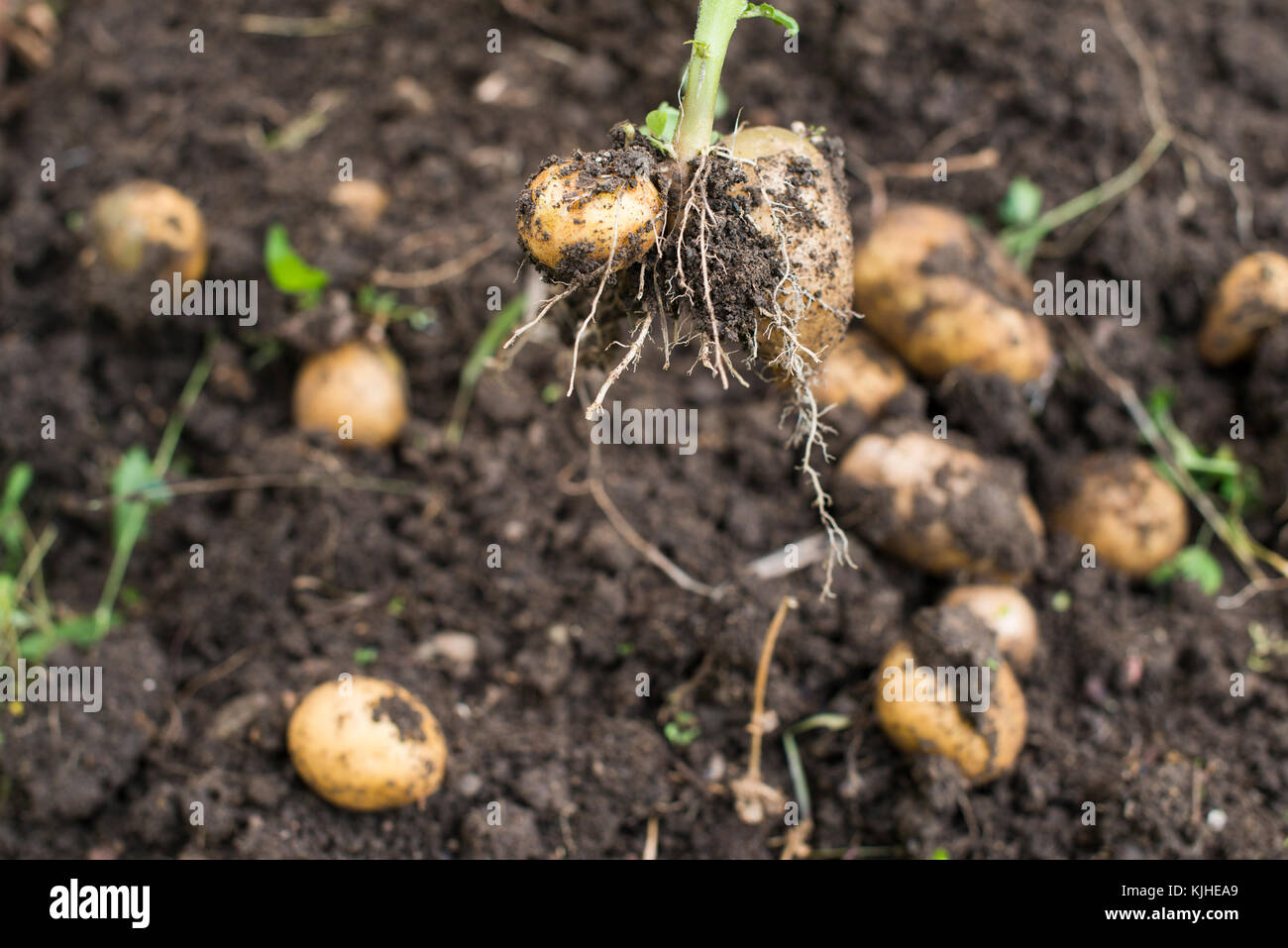 Digging of ripe potatoes. Harvest potatoes in home garden Stock Photo ...