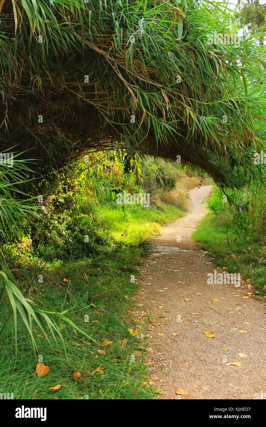 Path going deep into the leafy forest Stock Photo - Alamy