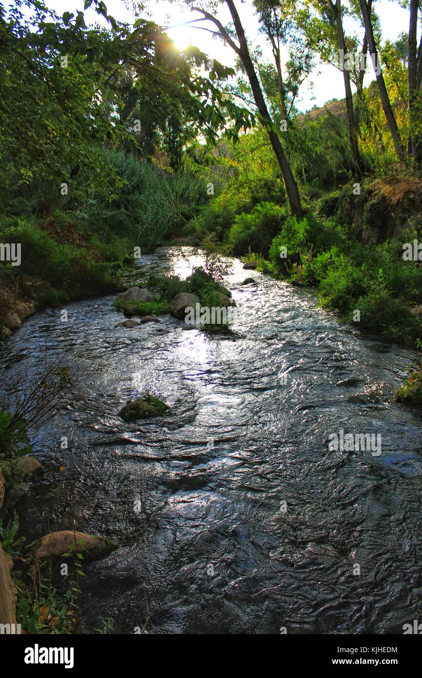 Leafy forest by the river Stock Photo - Alamy