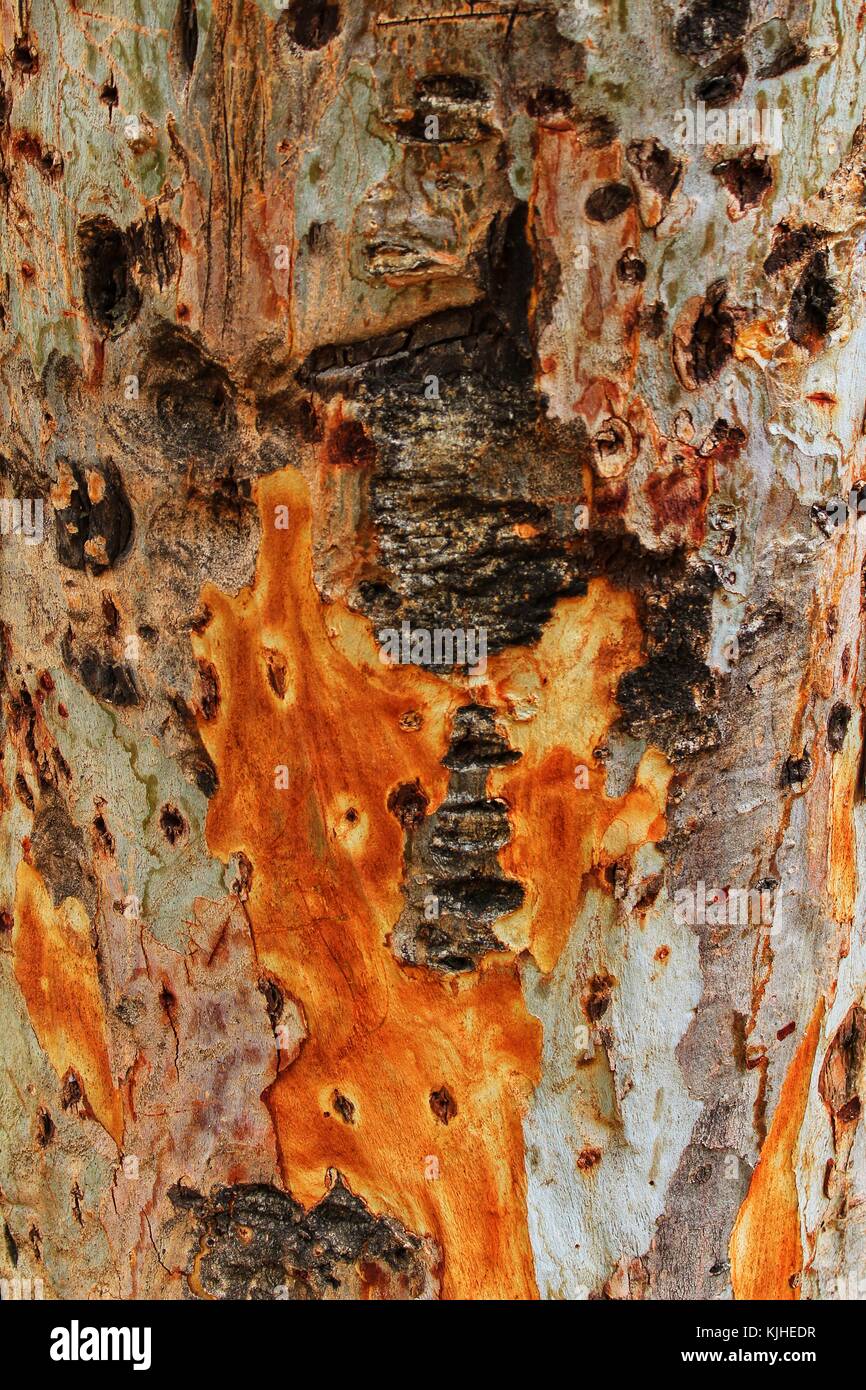 Colorful tree trunk texture Stock Photo - Alamy