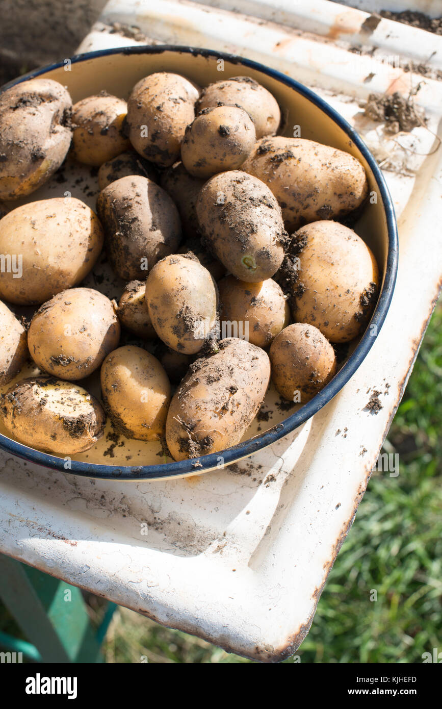 Potatoes with dirt on them Stock Photo - Alamy