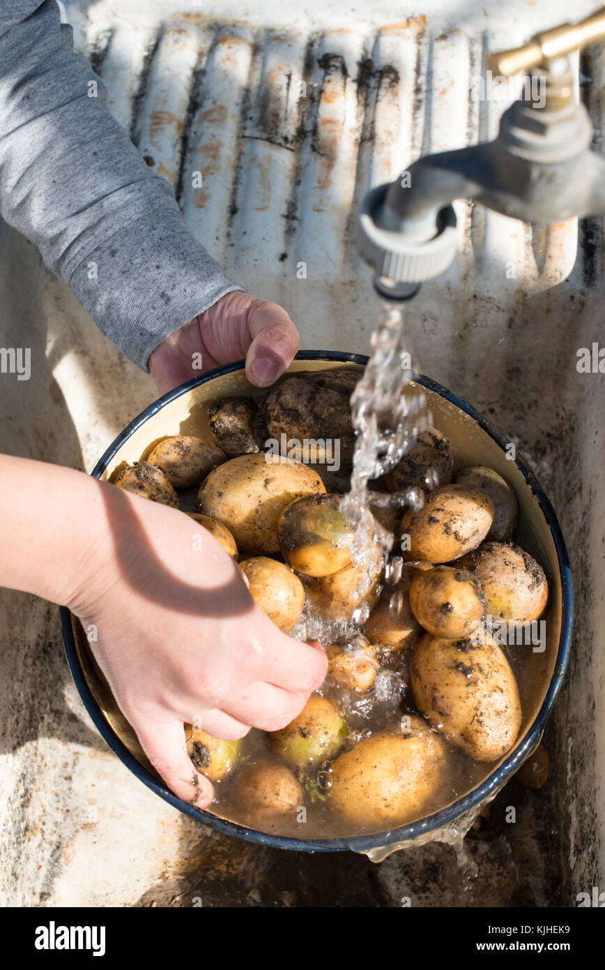 Wash potatoes in home garden sink fountain Stock Photo - Alamy