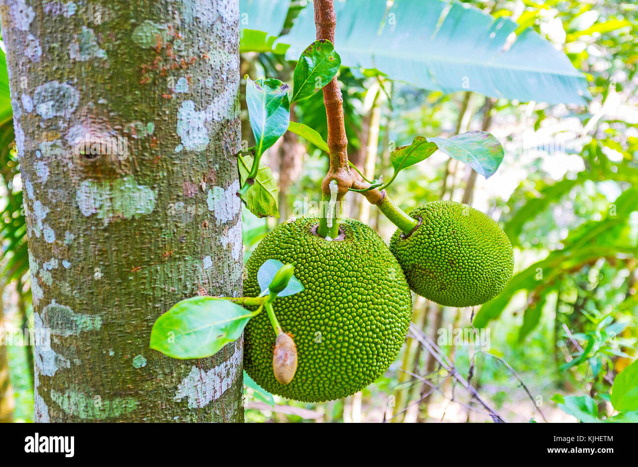 The giant jackfruits, growingon the tree in forest of Damodara, Ella ...