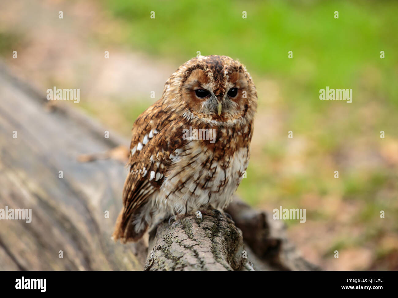 A Tawny Owl Stock Photo - Alamy