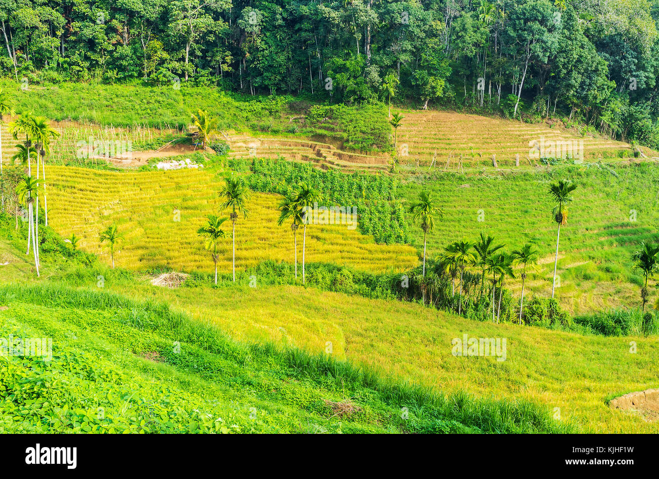 Sri Lankan farmers use the steep mountain slopes for agricultural needs ...