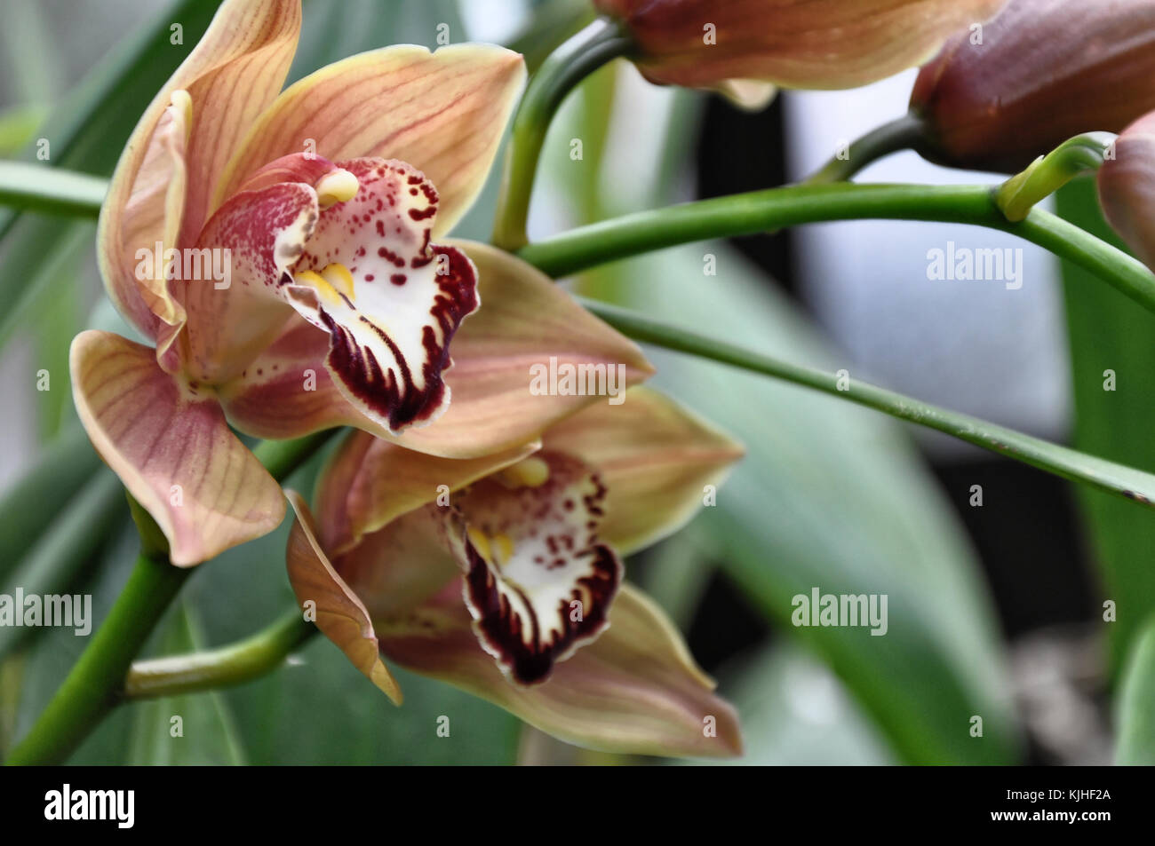 Orchid Cymbidium Flower close up Stock Photo - Alamy