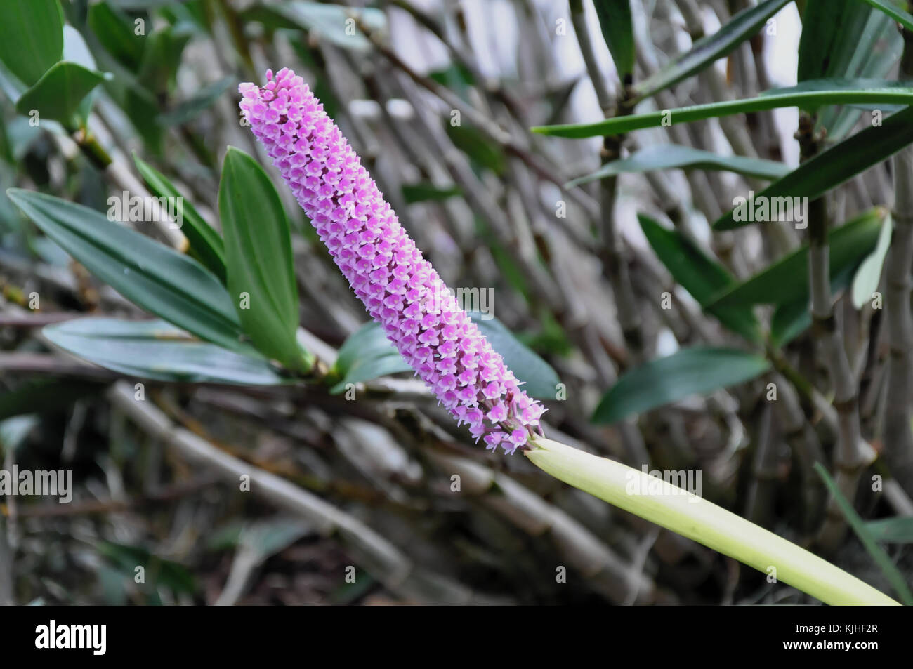 Flower violet lilly Stock Photo - Alamy