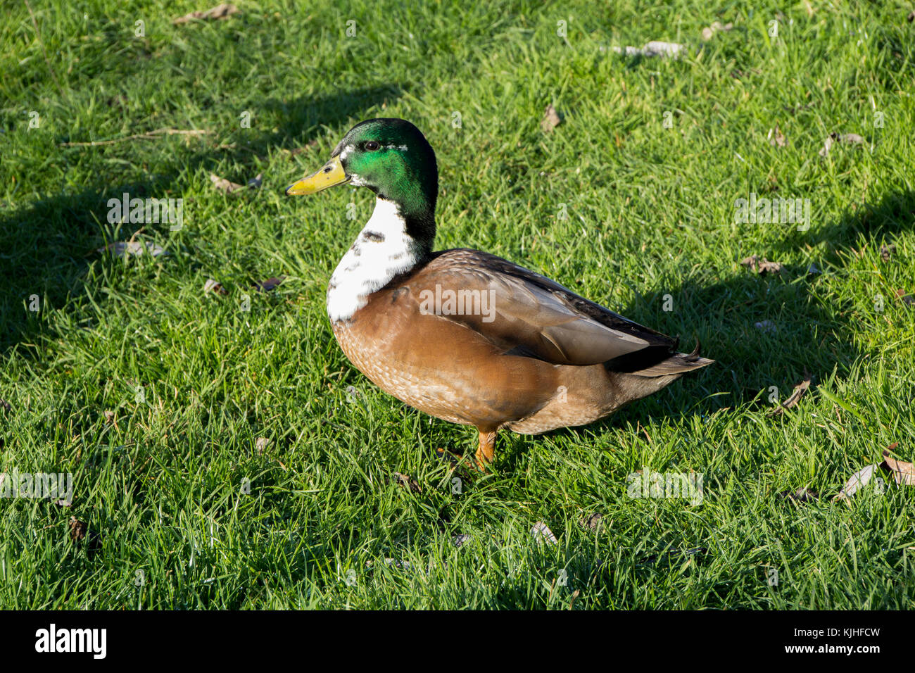 A Mallard Duck standing on the grass Stock Photo - Alamy