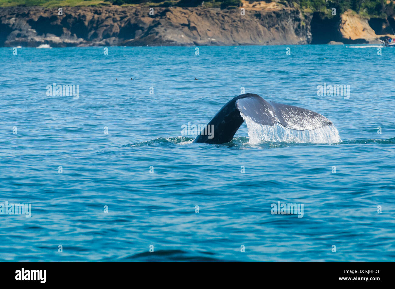 Blue whale diving down hi-res stock photography and images - Alamy