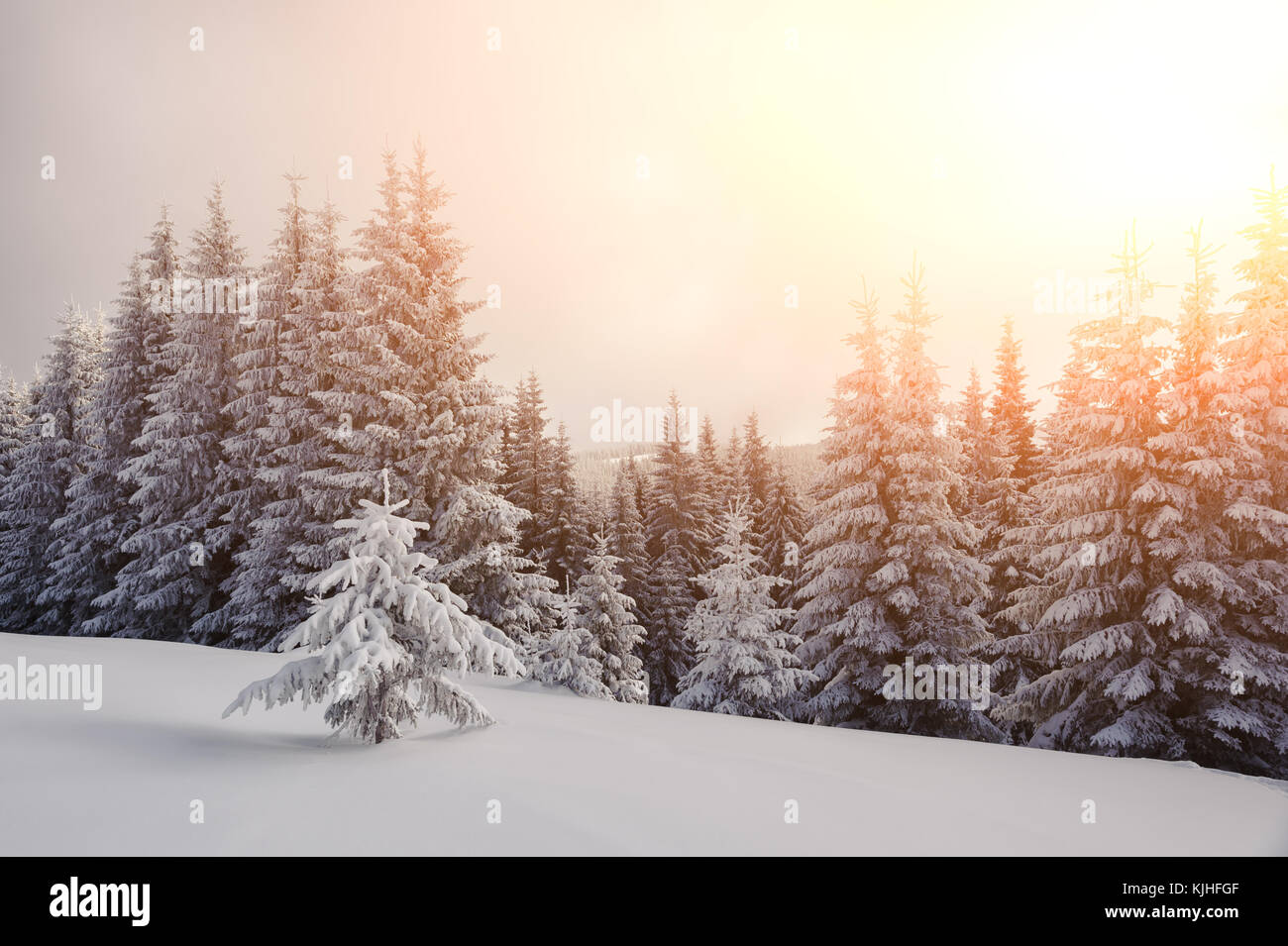 Dramatic wintry scene with snowy trees Stock Photo - Alamy