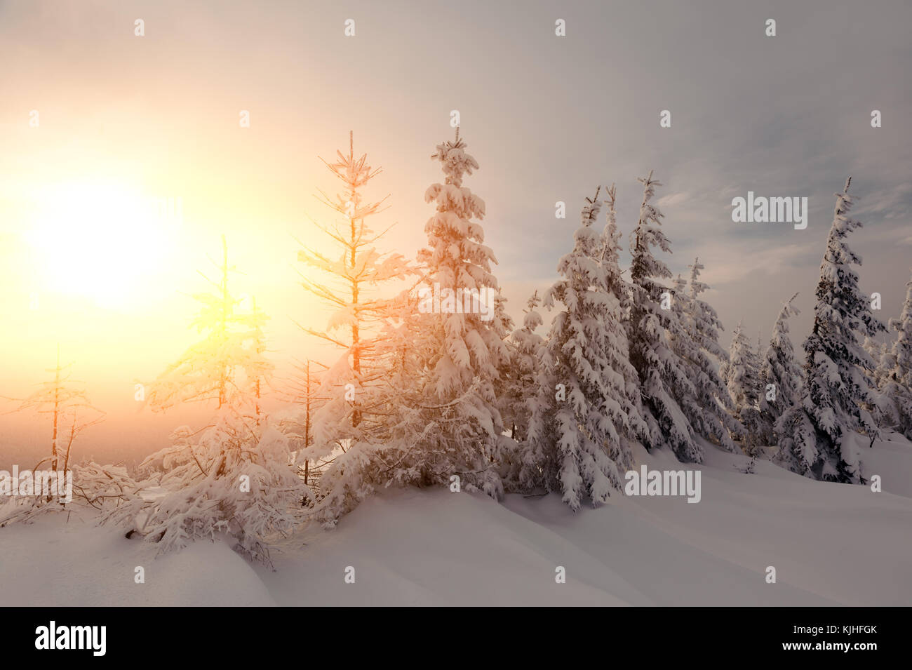 Dramatic wintry scene with snowy trees Stock Photo - Alamy