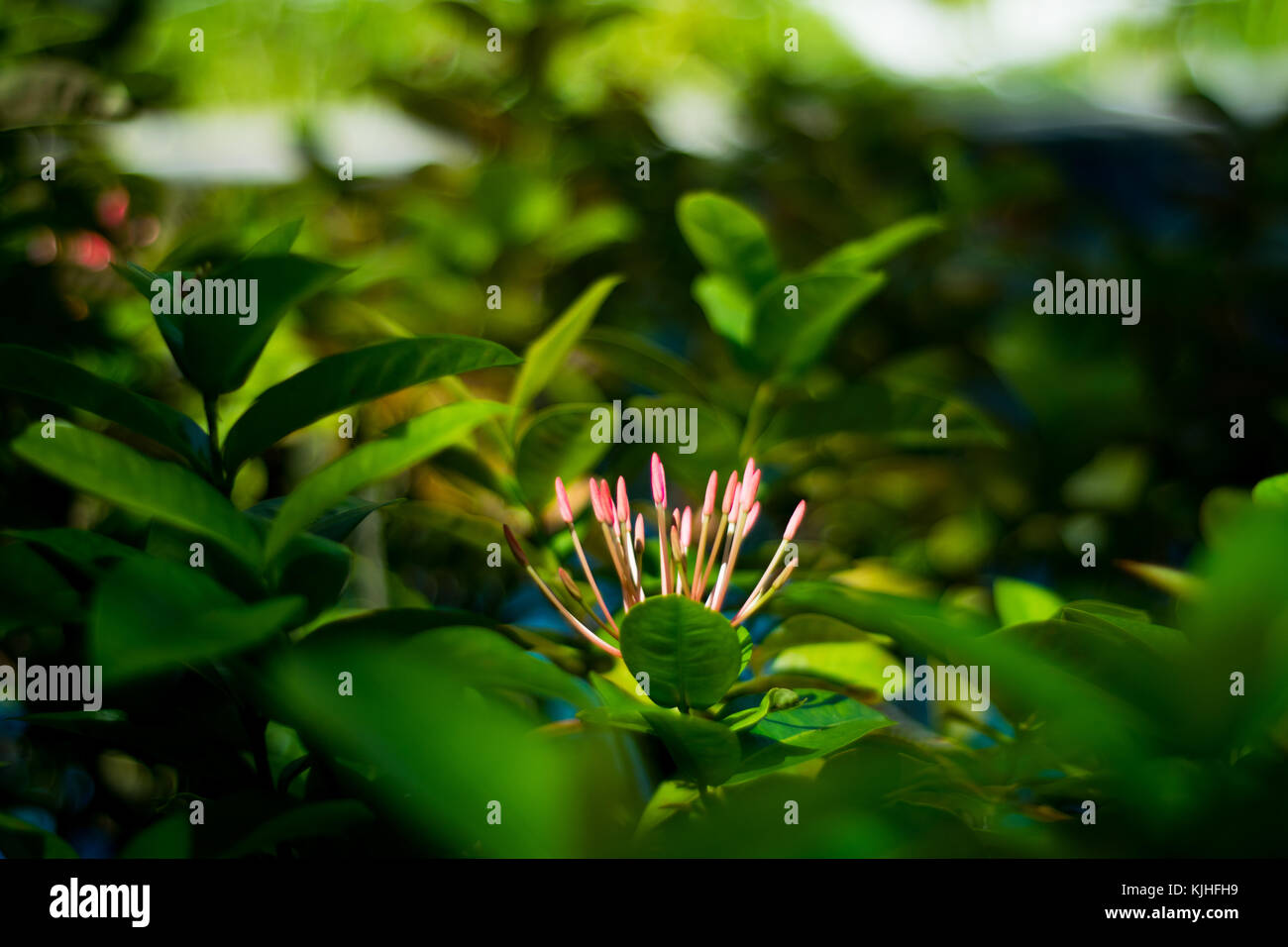 Ixora Coccinea Flowers Stock Photo - Alamy