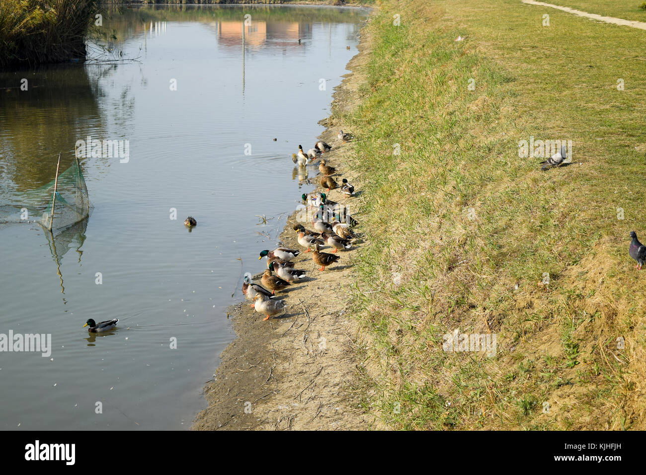 Gray ducks on the shore of the pond. Ducks with pigeons. Ducks swimming ...