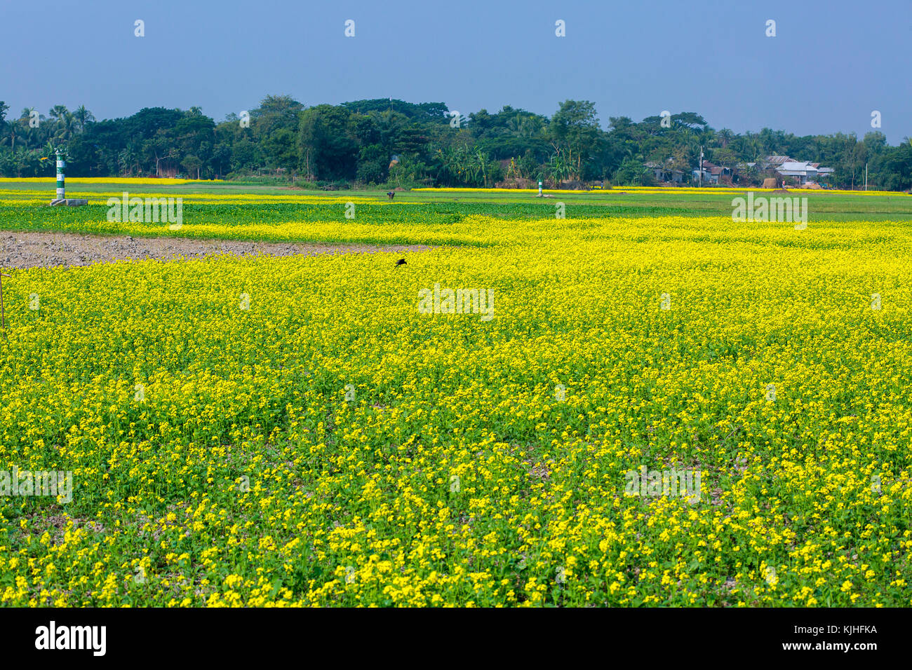 Mustard flower field is full blooming Stock Photo - Alamy