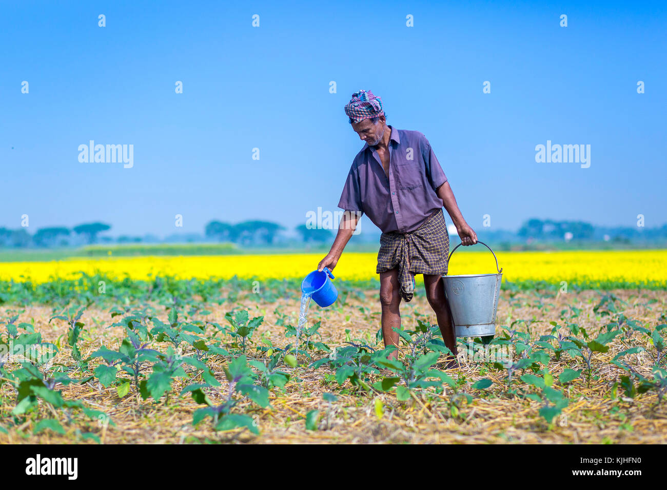 Mustard flower field is full blooming Stock Photo - Alamy
