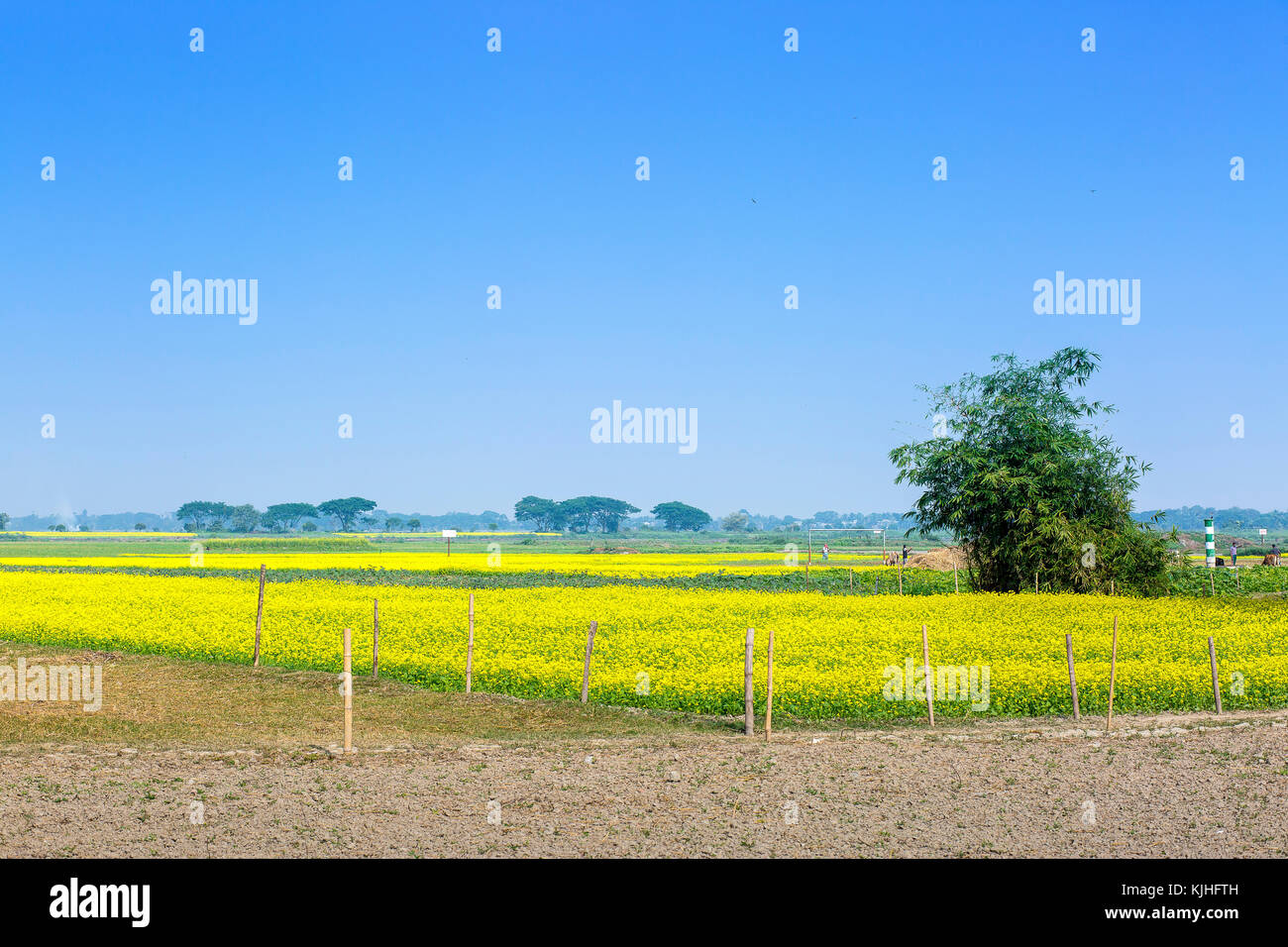 Mustard flower field is full blooming Stock Photo - Alamy