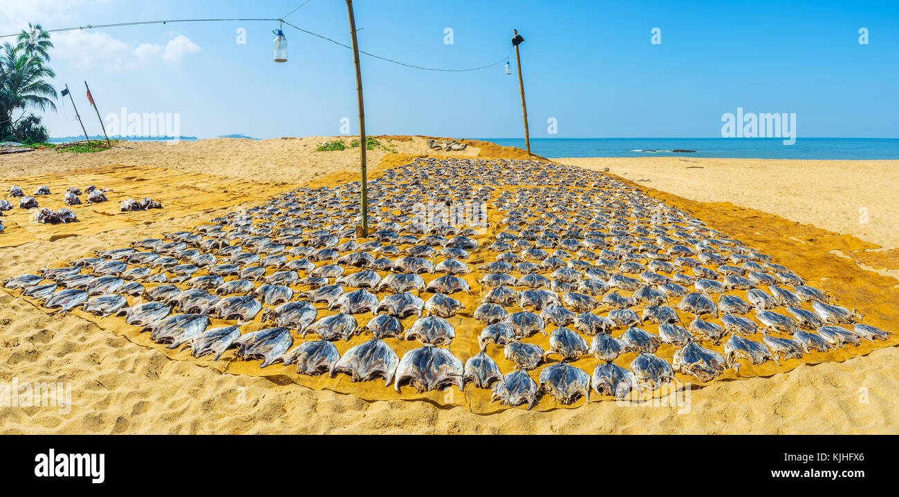 Panorama of Bentota sand beach with flattened fish, drying in the sun ...