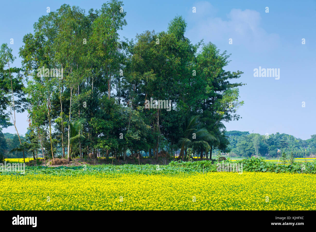 Mustard flower field is full blooming Stock Photo - Alamy
