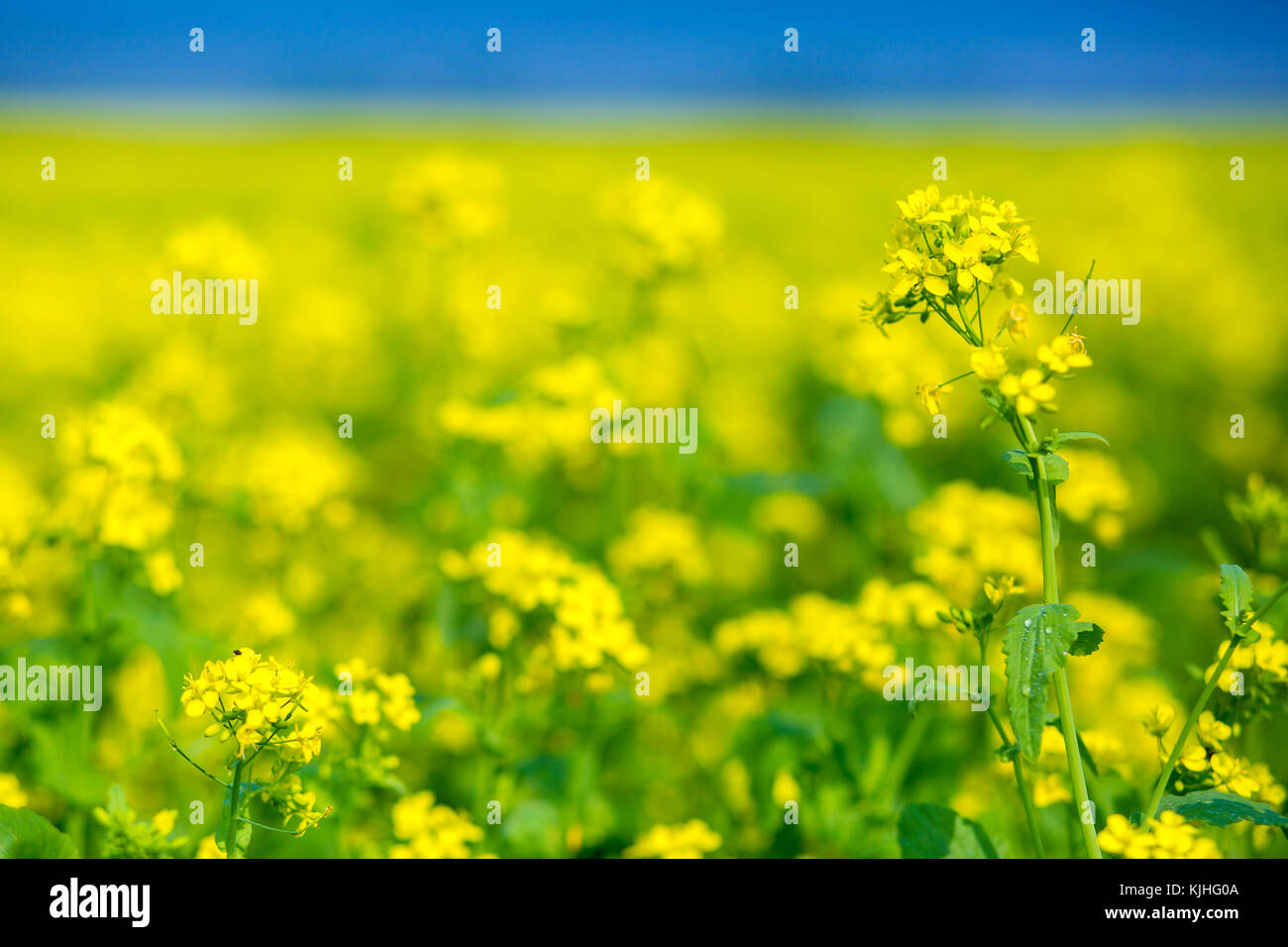 Mustard flower field is full blooming Stock Photo - Alamy