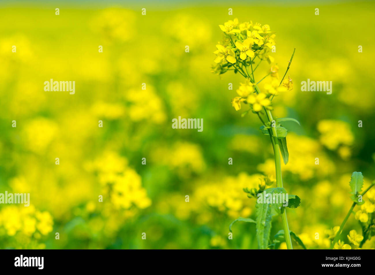 Mustard flower field is full blooming Stock Photo - Alamy