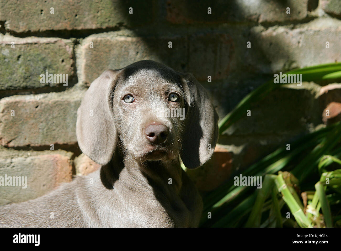 Slovensky pointer hi-res stock photography and images - Alamy