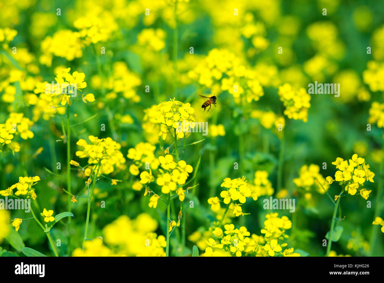 Mustard flower field is full blooming Stock Photo - Alamy