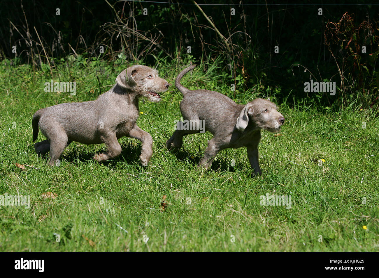 Slovensky pointer hi-res stock photography and images - Alamy