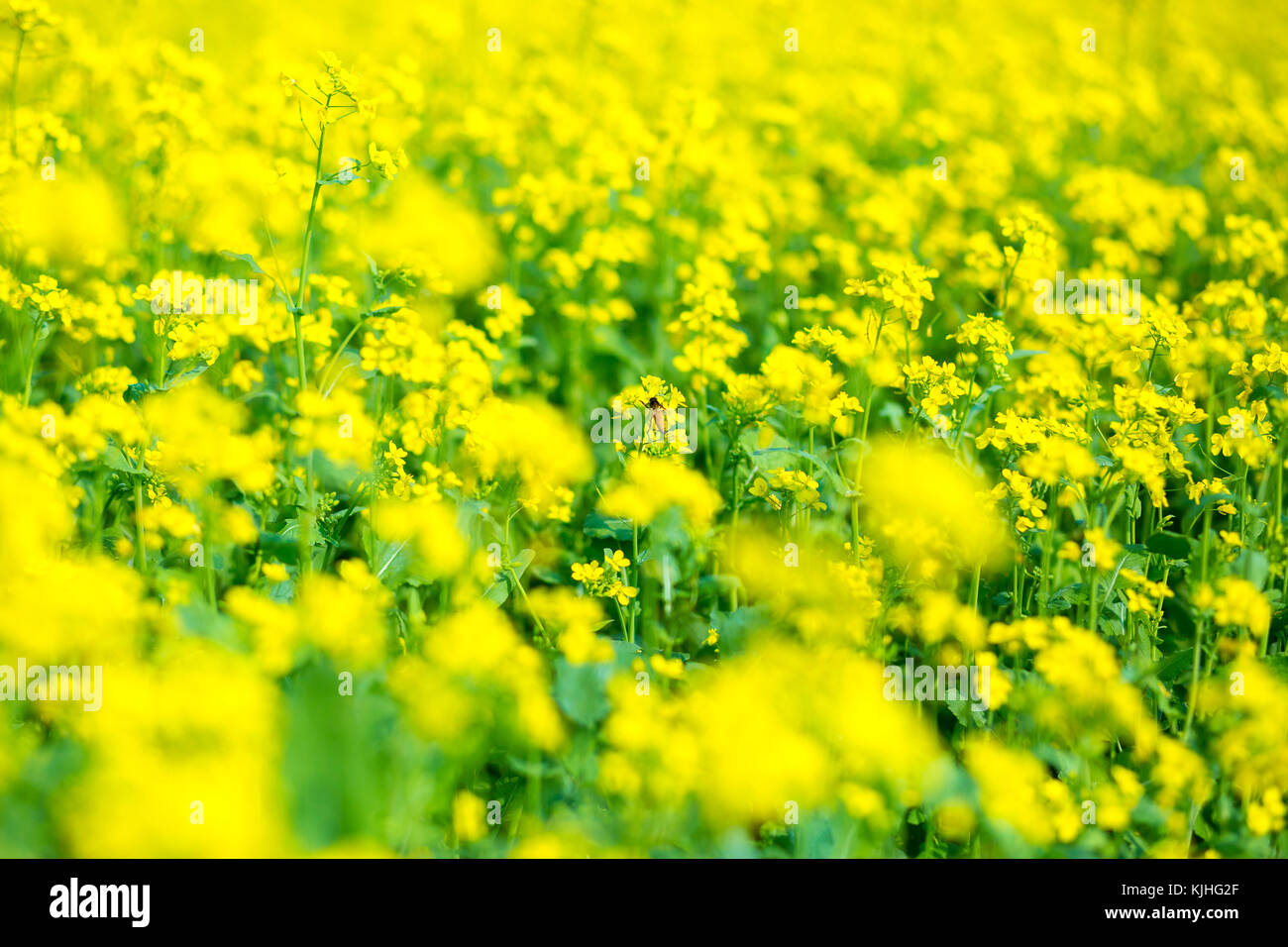 Mustard flower field is full blooming Stock Photo - Alamy
