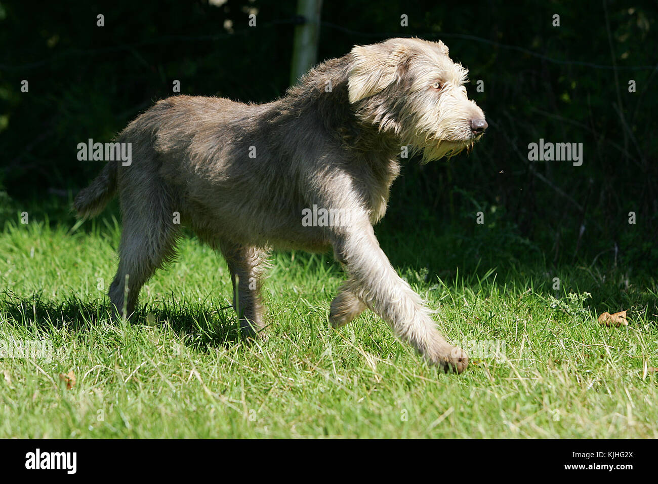 Slovensky pointer hi-res stock photography and images - Alamy