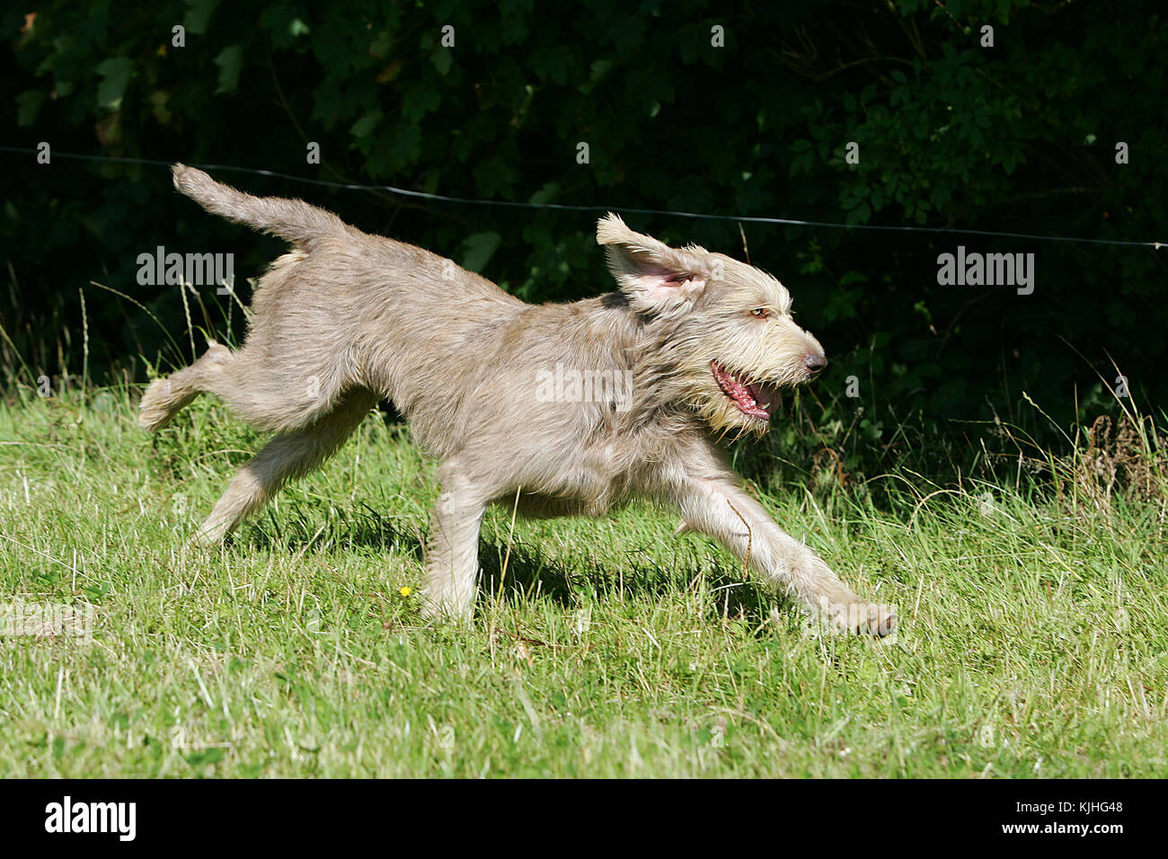 Slovensky pointer hi-res stock photography and images - Alamy