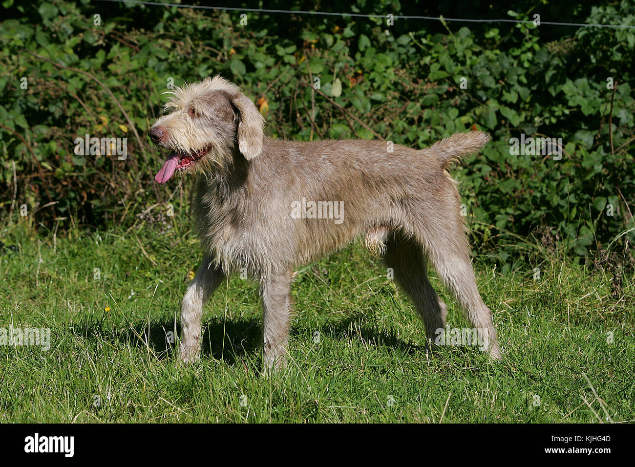 How Long Do Slovak Rough Haired Pointer Live