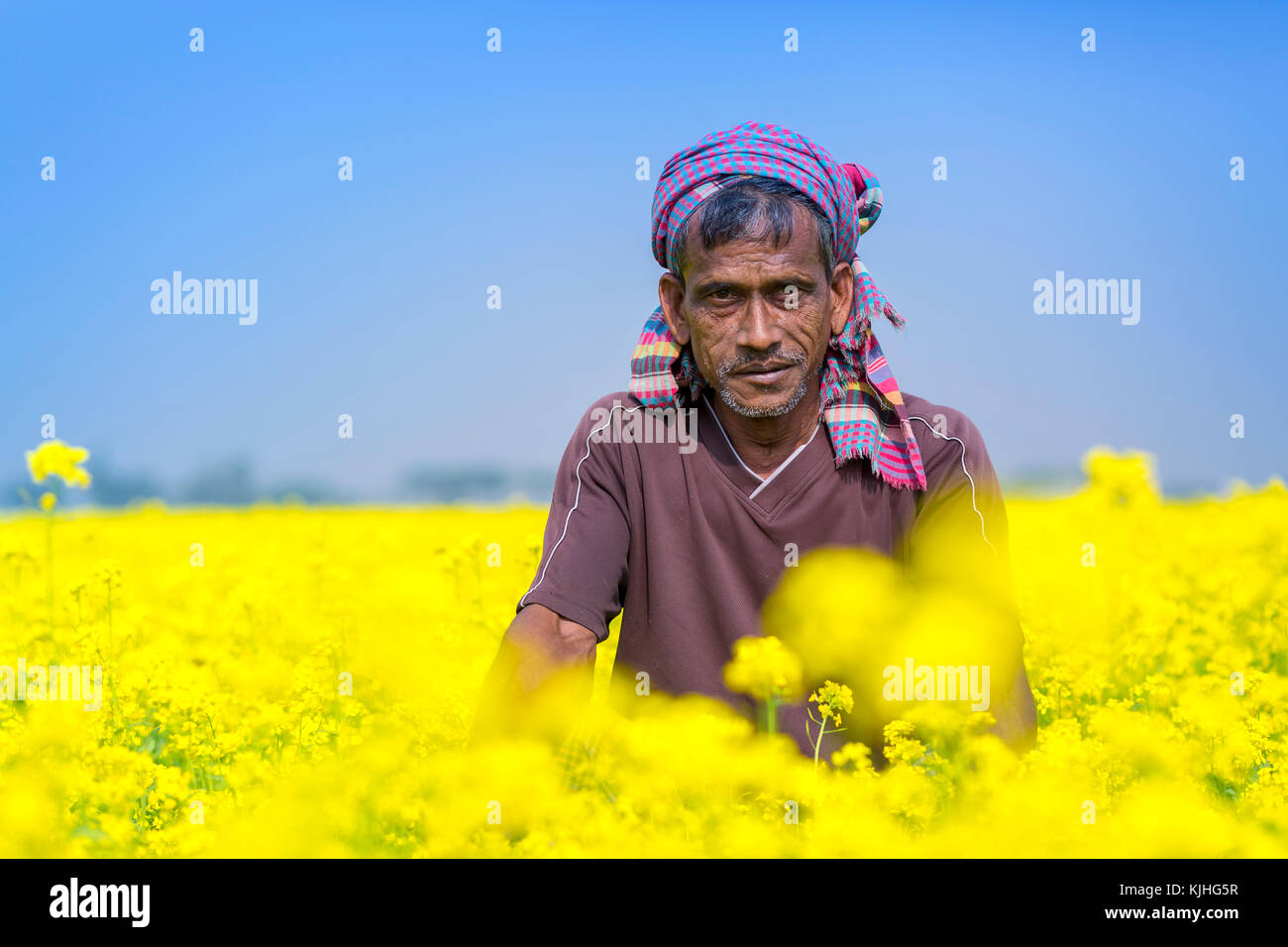 Full blooming mustard field and A farmer at Sirajdhikha, Munshigonj ...