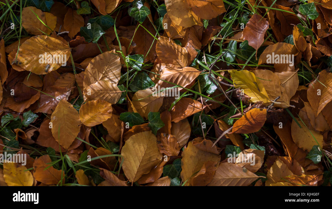 autumn forest floor background Stock Photo - Alamy