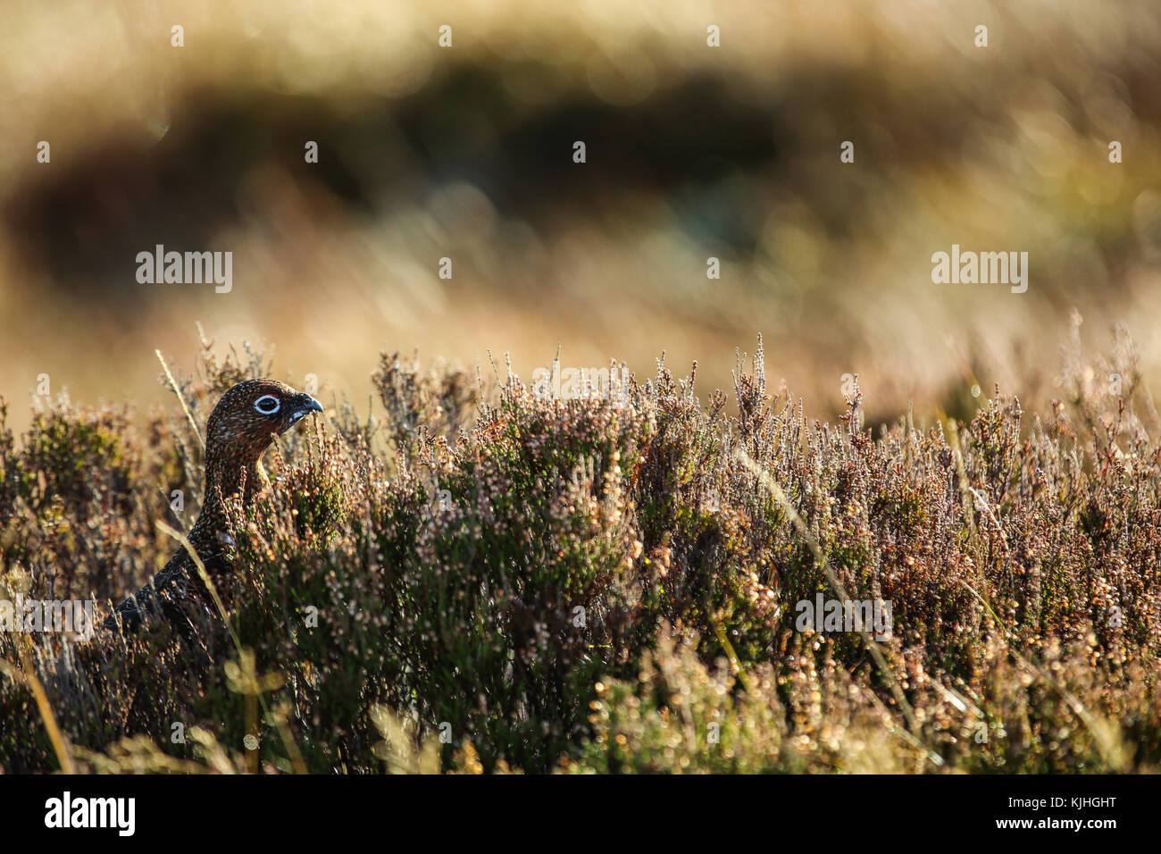 The Famous Red Grouse Stock Photo - Alamy